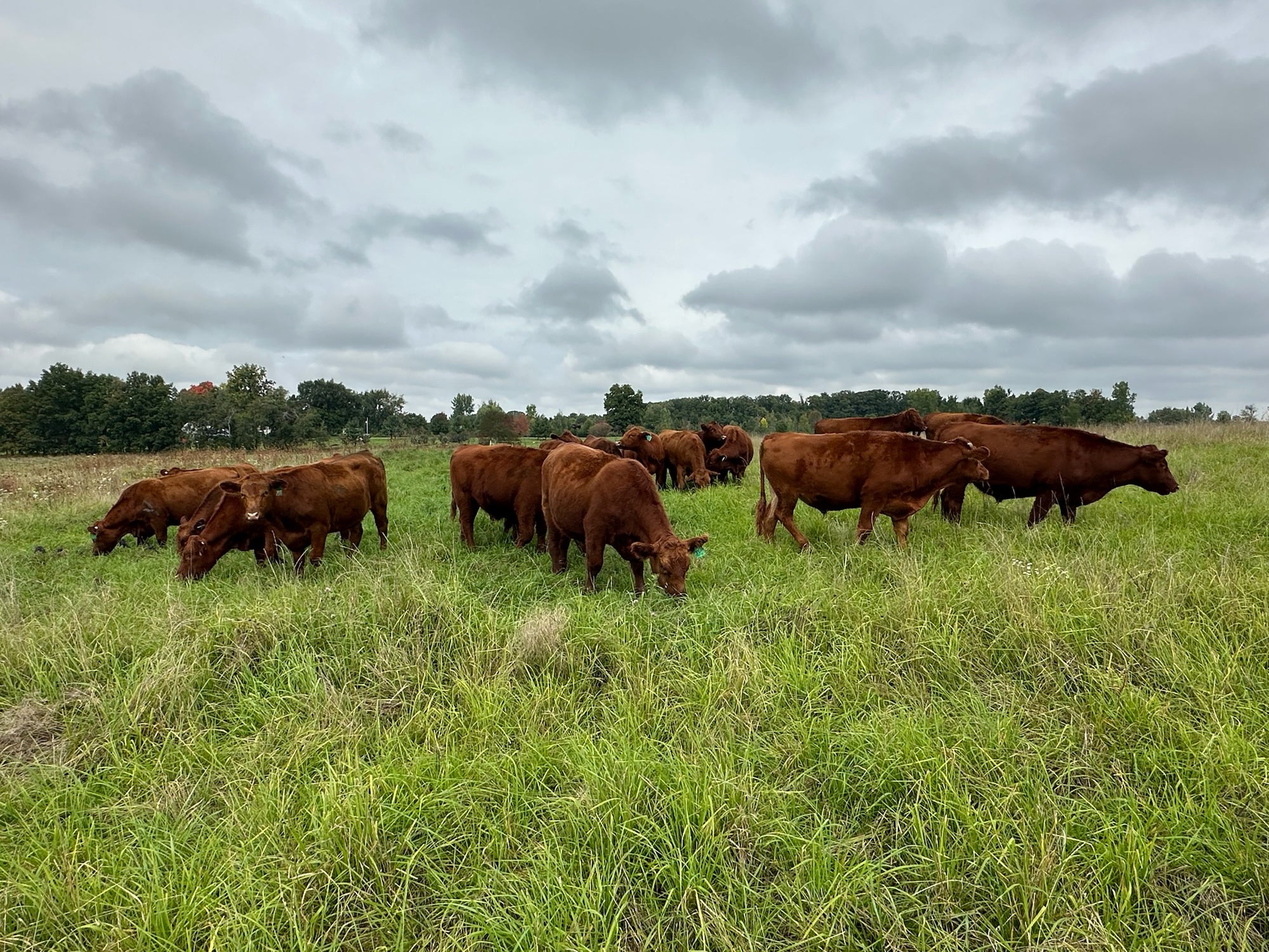 Badass Pastured Proteins™ | Rockford, MI – Rebel Pastures