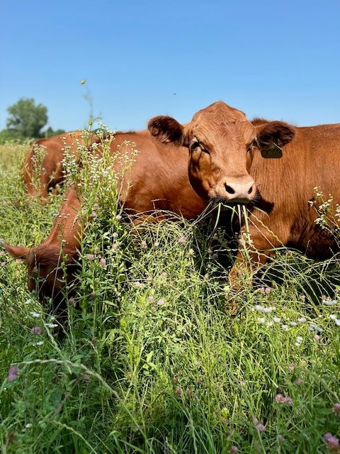 Badass Pastured Proteins™ | Rockford, MI – Rebel Pastures
